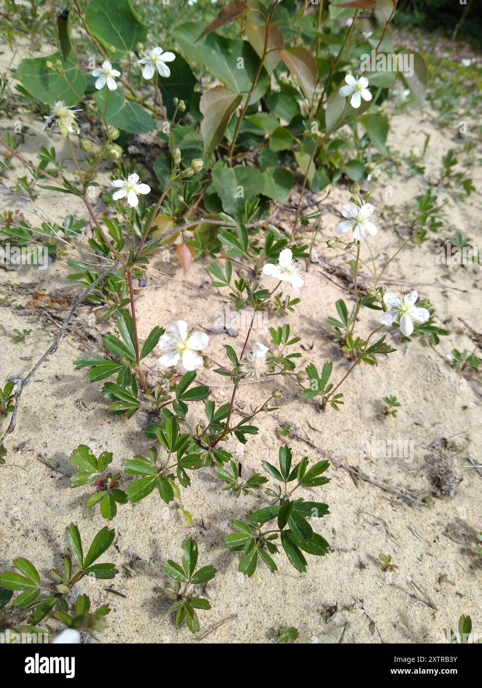 three-toothed cinquefoil (Sibbaldiopsis tridentata) Plantae Stock Photo ...