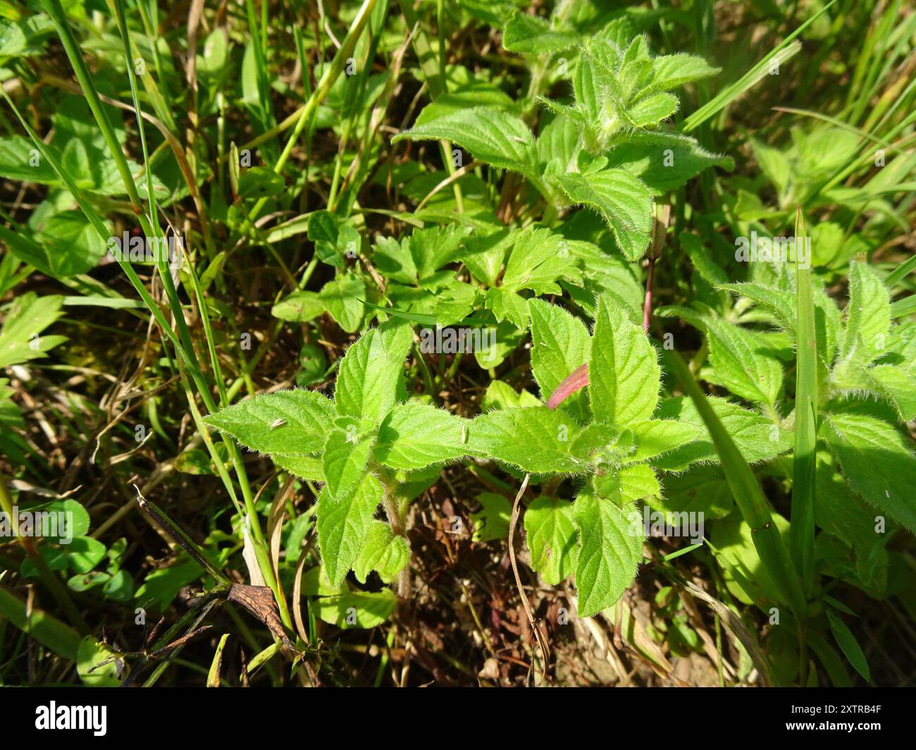 corn mint (Mentha arvensis) Plantae Stock Photo - Alamy