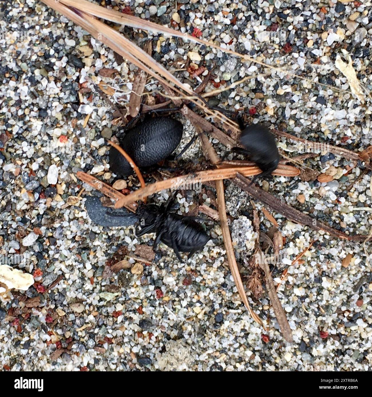 Cucujiform Beetles (Cucujiformia) Insecta Stock Photo - Alamy