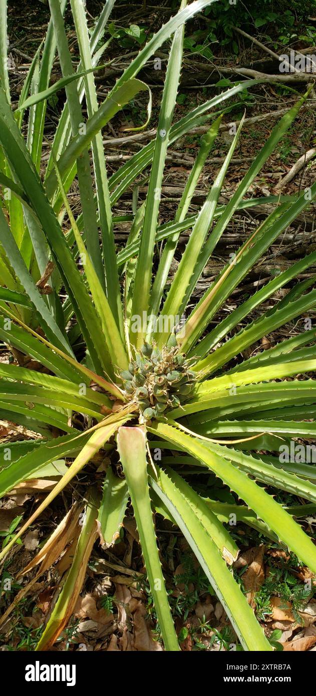 piñuela (Bromelia pinguin) Plantae Stock Photo - Alamy