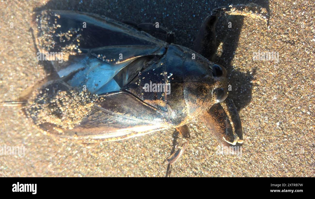 (Lethocerus annulipes) Insecta Stock Photo - Alamy