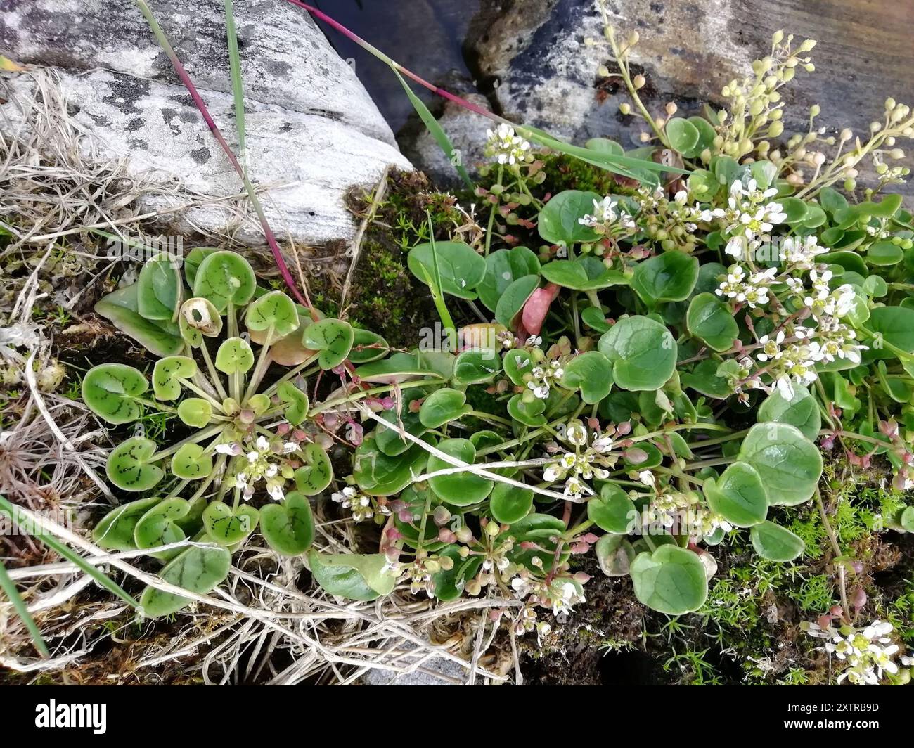 Scurvy grass (Cochlearia officinalis) Plantae Stock Photo - Alamy