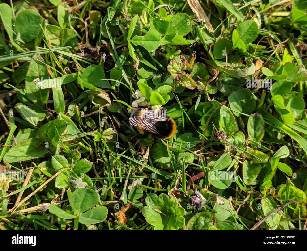 White-tailed Bumble Bee (Bombus lucorum) Insecta Stock Photo - Alamy