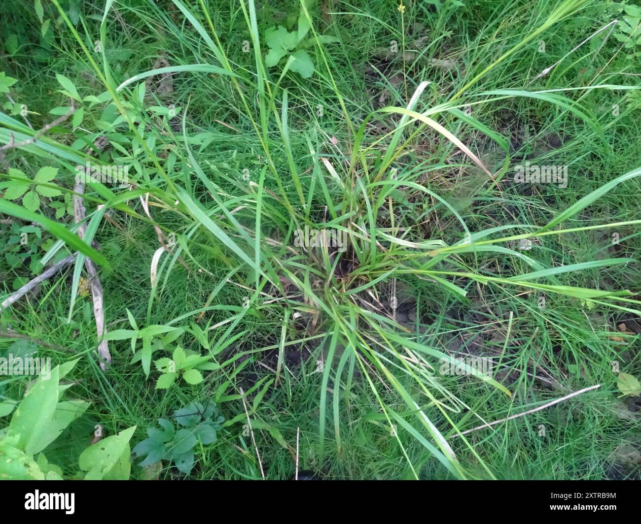 dark green bulrush (Scirpus atrovirens) Plantae Stock Photo - Alamy