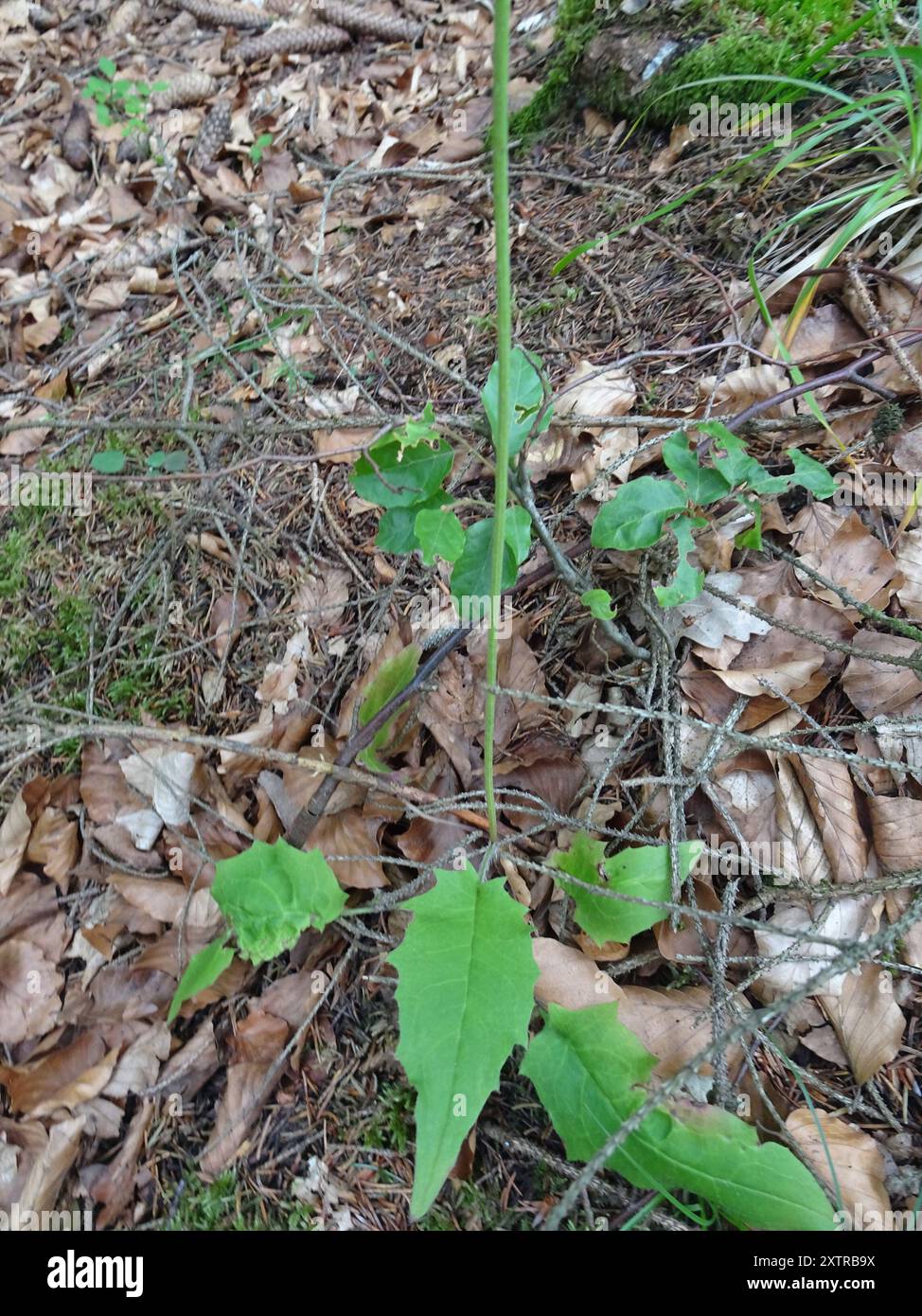 Wall hawkweed (Hieracium murorum) Plantae Stock Photo - Alamy