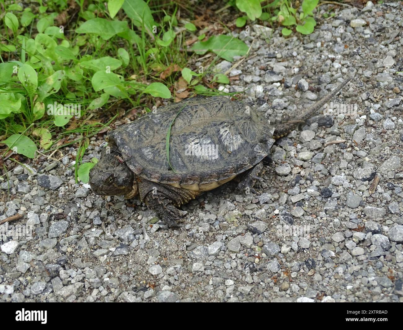 Common Snapping Turtle (Chelydra serpentina) Reptilia Stock Photo - Alamy