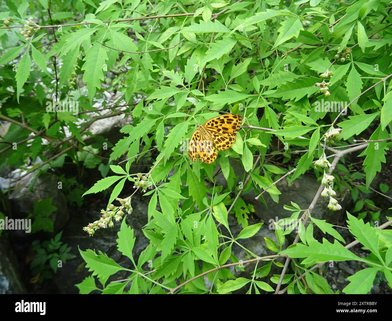 Spotted leopard butterfly (Timelaea maculata) Insecta Stock Photo - Alamy