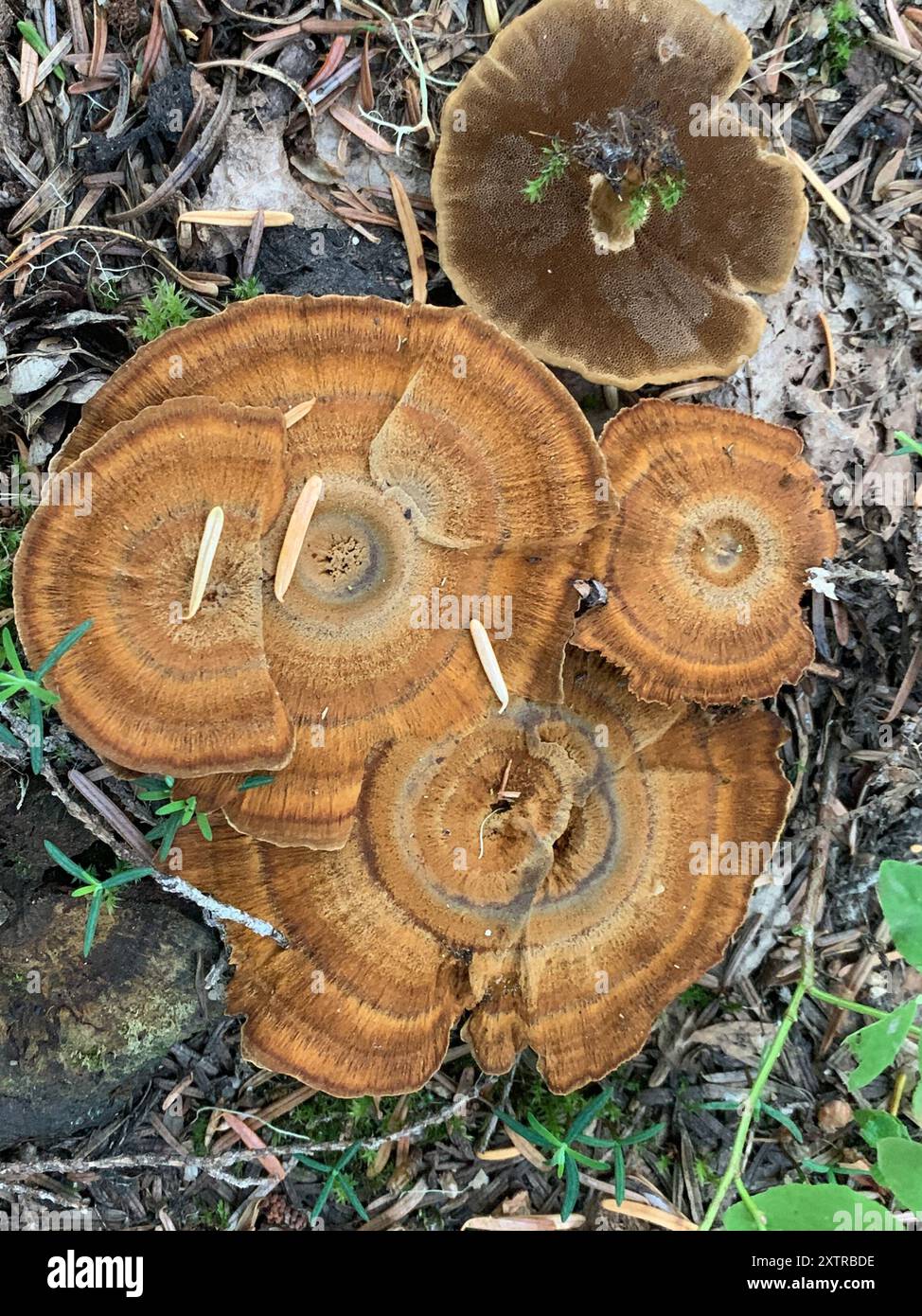Brown Funnel Polypore (Coltricia perennis) Fungi Stock Photo - Alamy