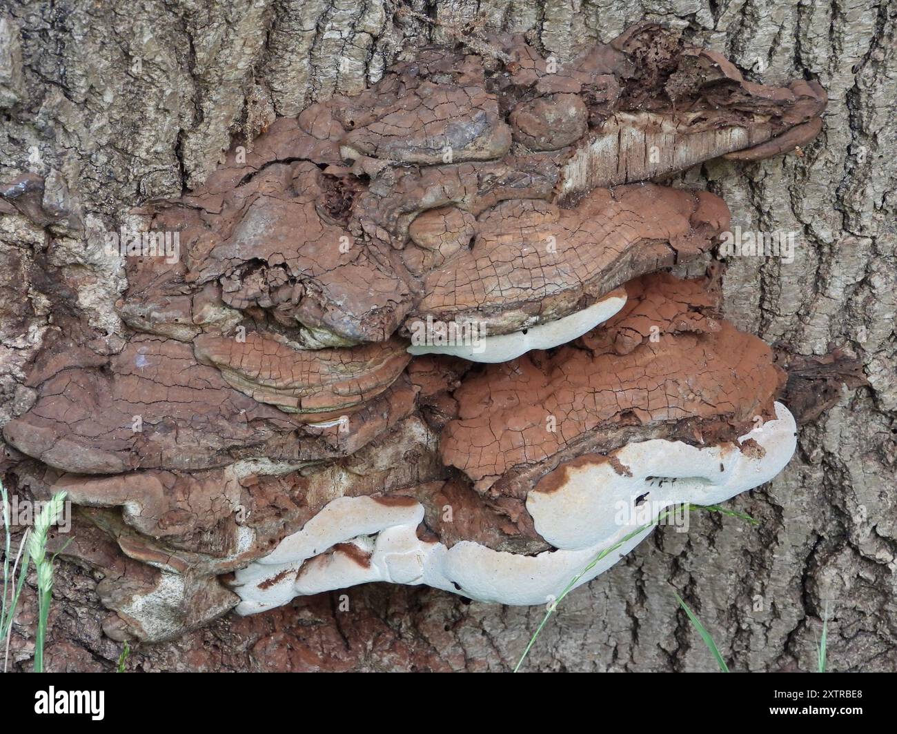 southern bracket (Ganoderma australe) Fungi Stock Photo - Alamy