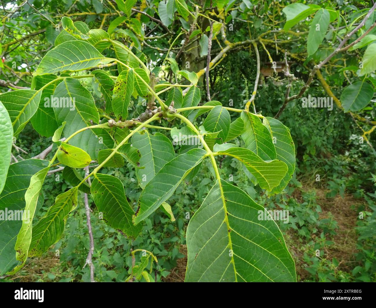 Persian walnut (Juglans regia) Plantae Stock Photo - Alamy