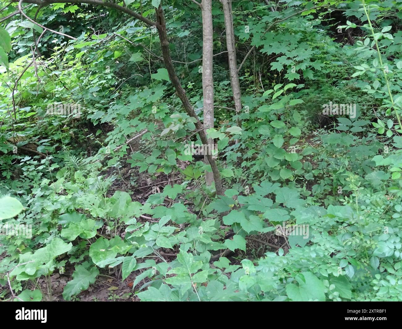 nannyberry (Viburnum lentago) Plantae Stock Photo - Alamy