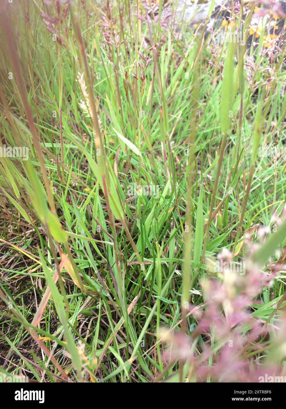 grasses (Poaceae) Plantae Stock Photo - Alamy