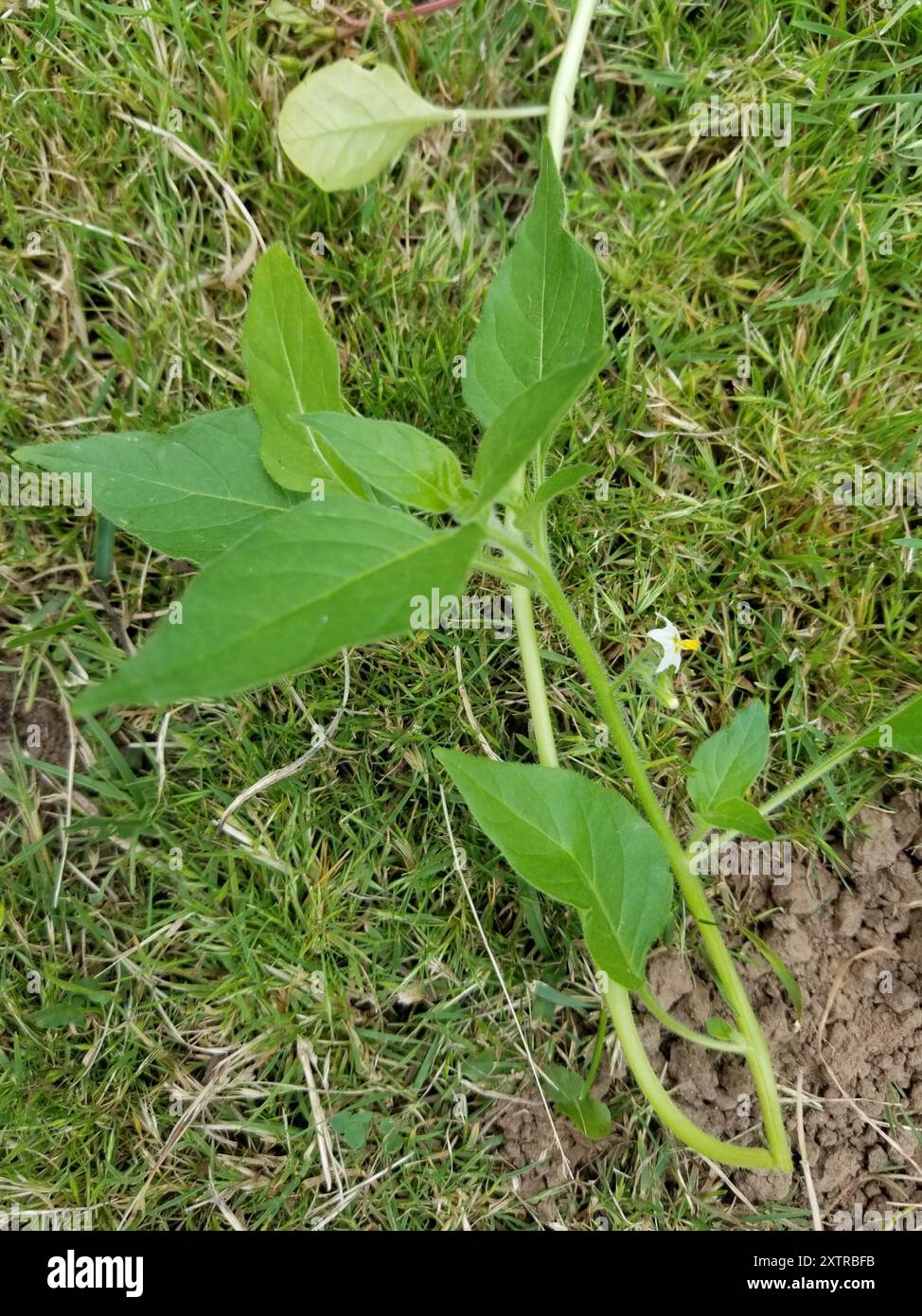 Green Nightshade (Solanum nitidibaccatum) Plantae Stock Photo - Alamy