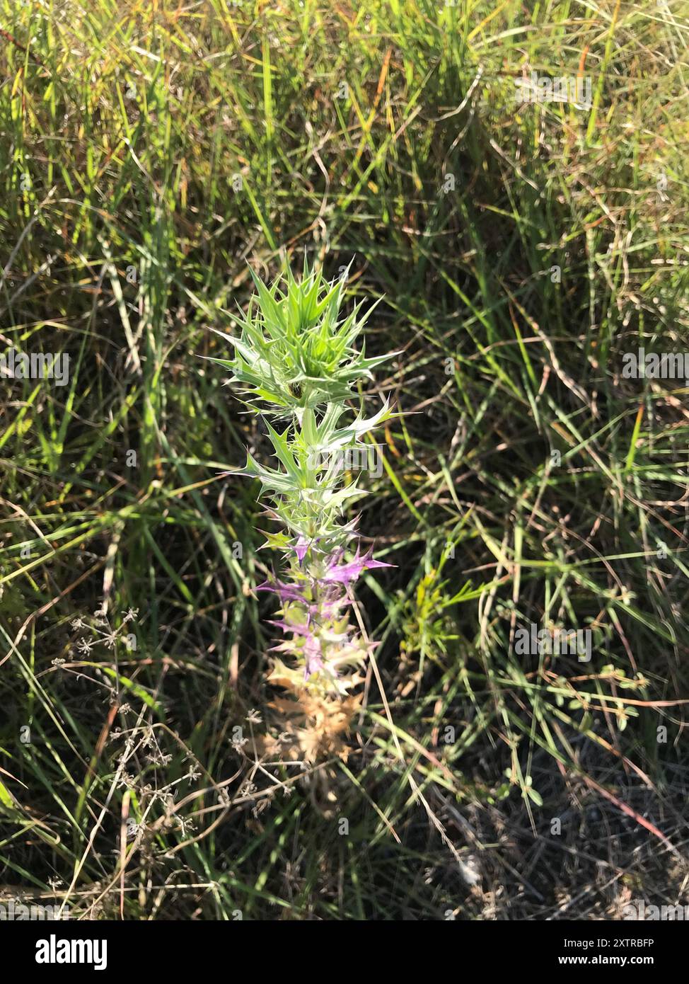 Leavenworth's eryngo (Eryngium leavenworthii) Plantae Stock Photo - Alamy
