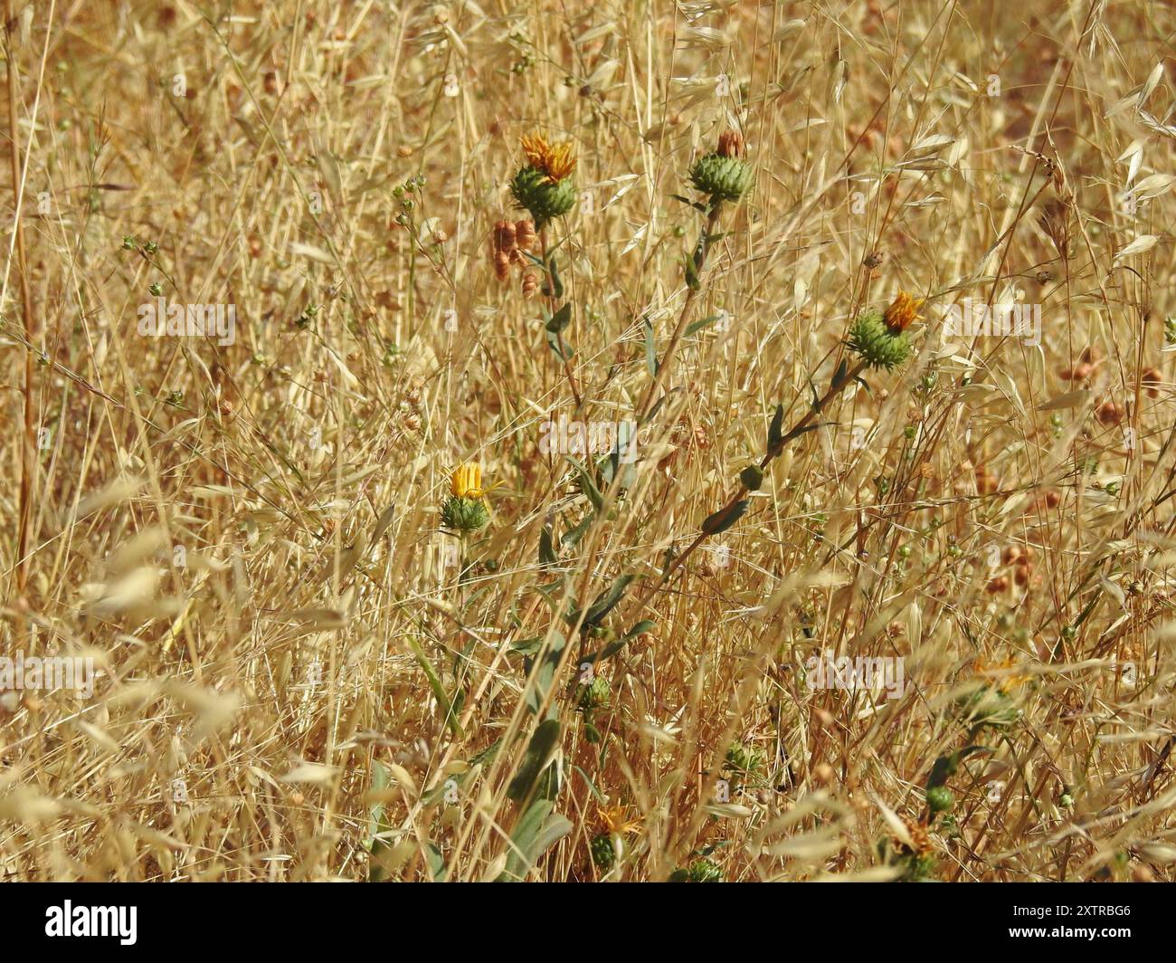 Great Valley gumweed (Grindelia camporum) Plantae Stock Photo - Alamy