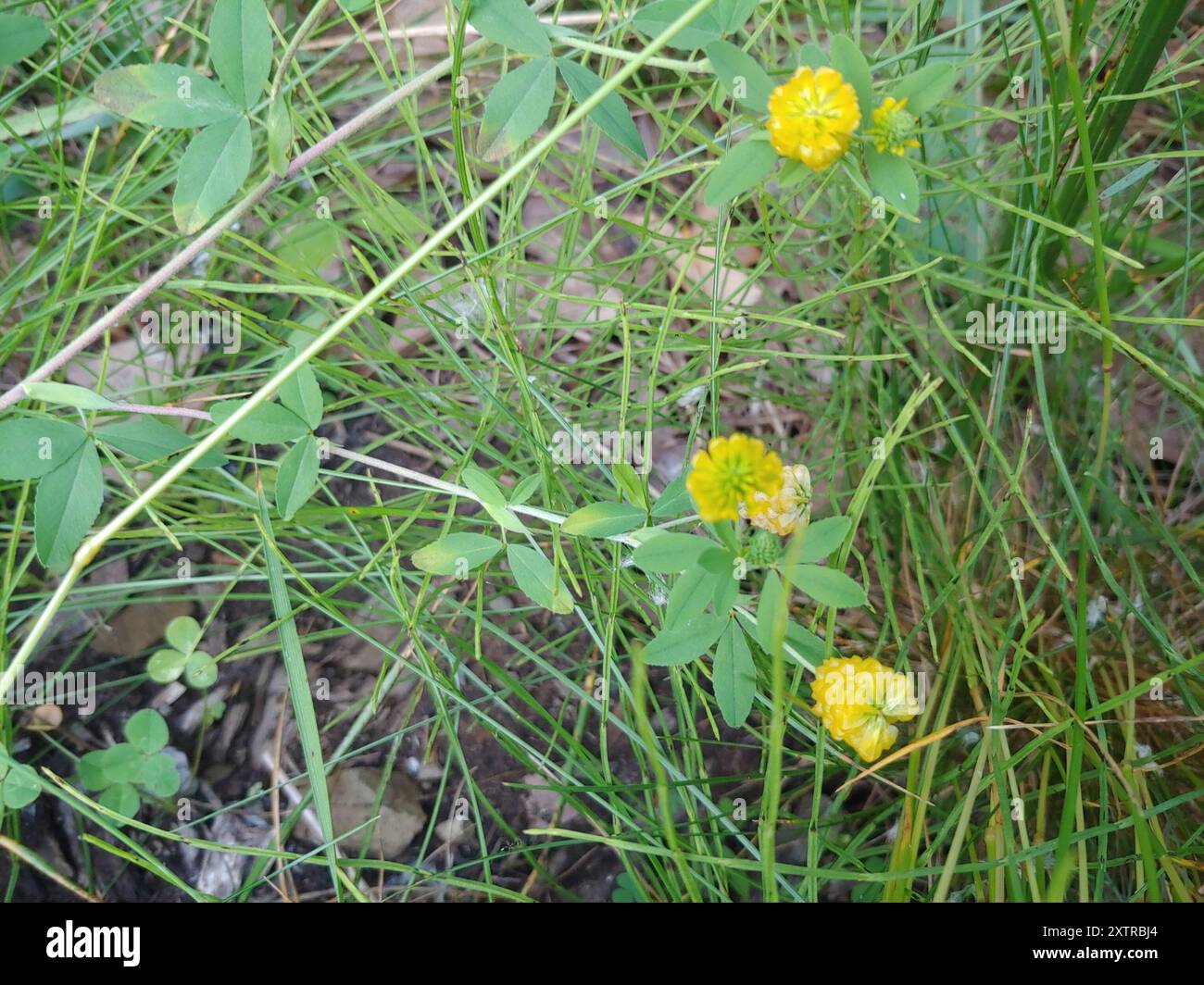 large hop clover (Trifolium aureum) Plantae Stock Photo - Alamy