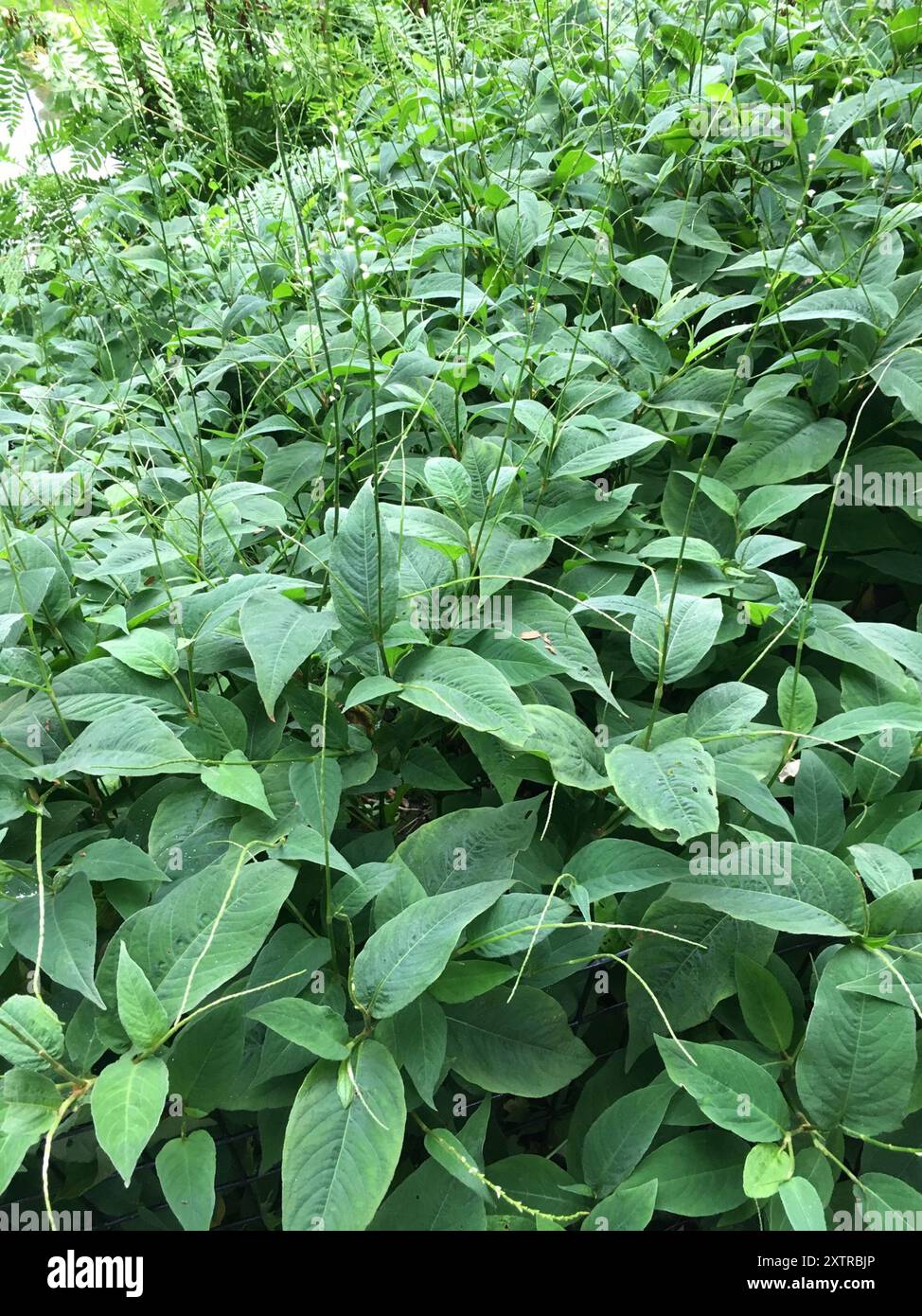 American jumpseed (Persicaria virginiana) Plantae Stock Photo - Alamy