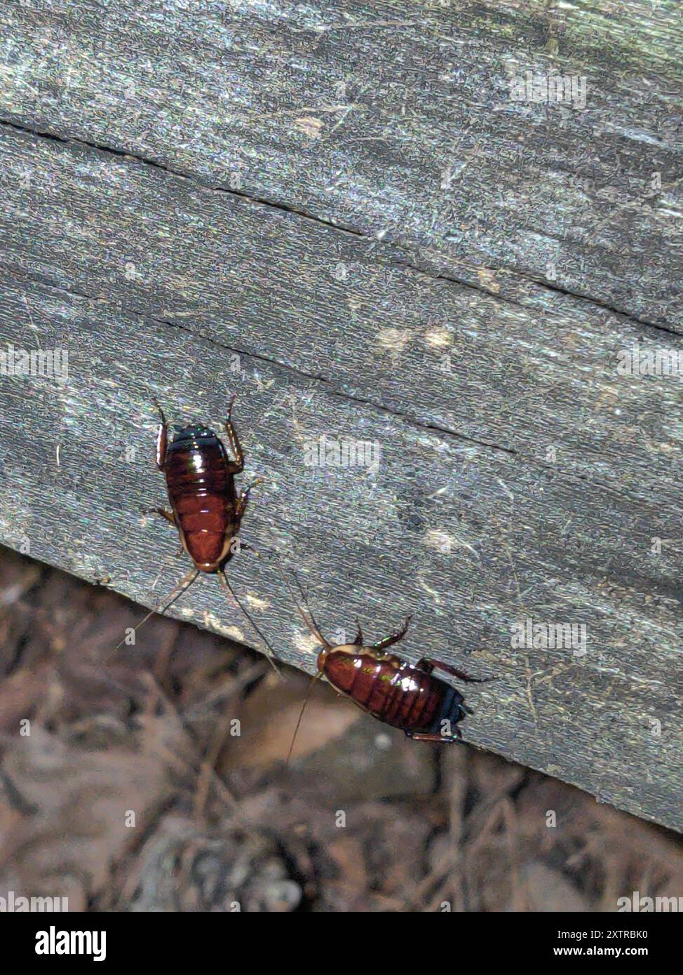 Florida woods cockroach hi-res stock photography and images - Alamy