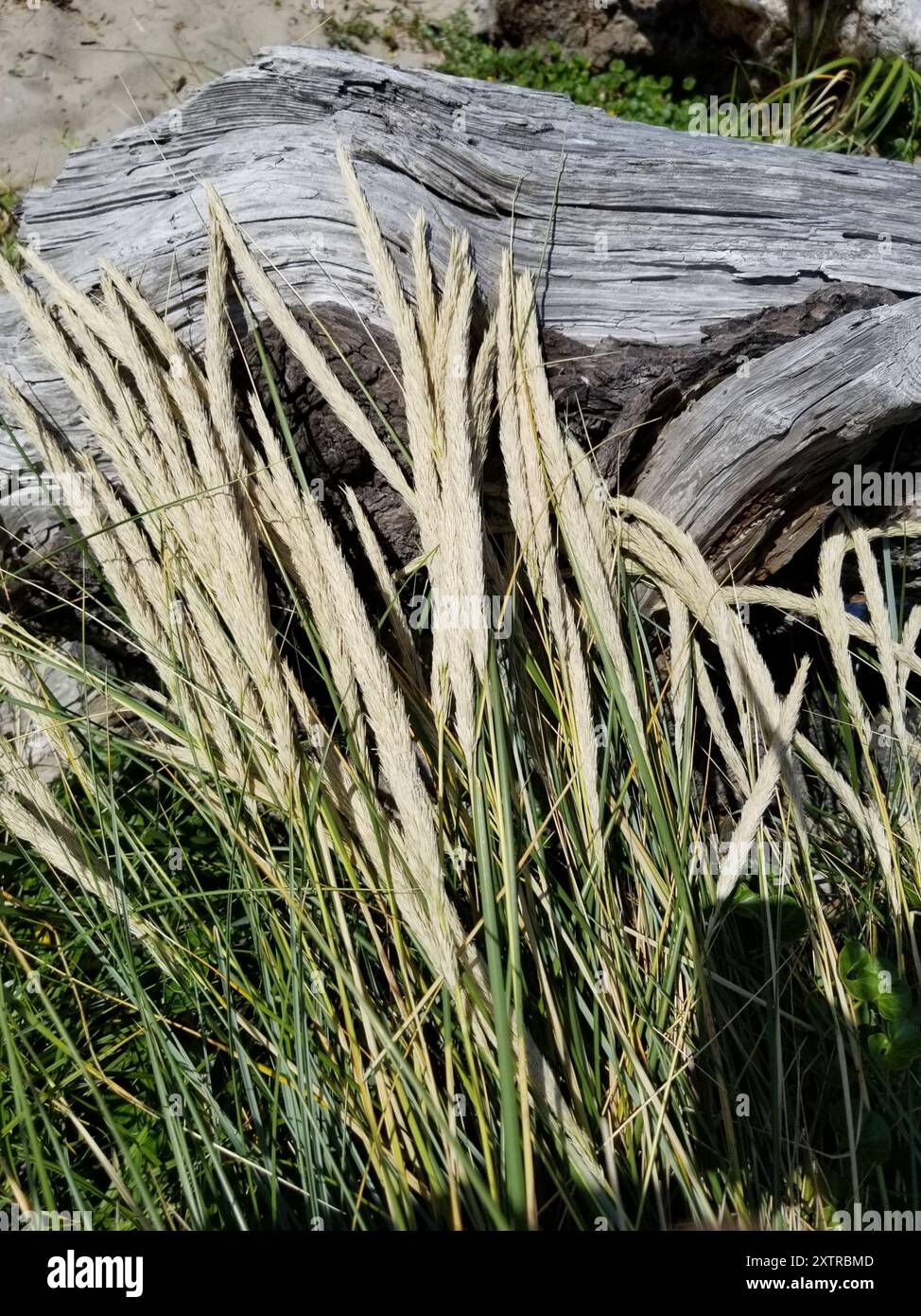 European marram grass (Calamagrostis arenaria) Plantae Stock Photo - Alamy