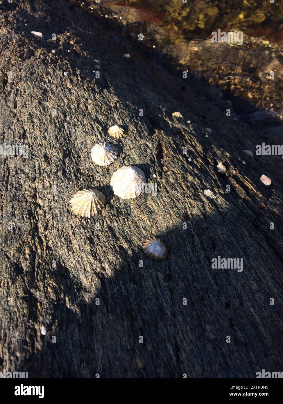 Common European Limpet (Patella vulgata) Mollusca Stock Photo - Alamy