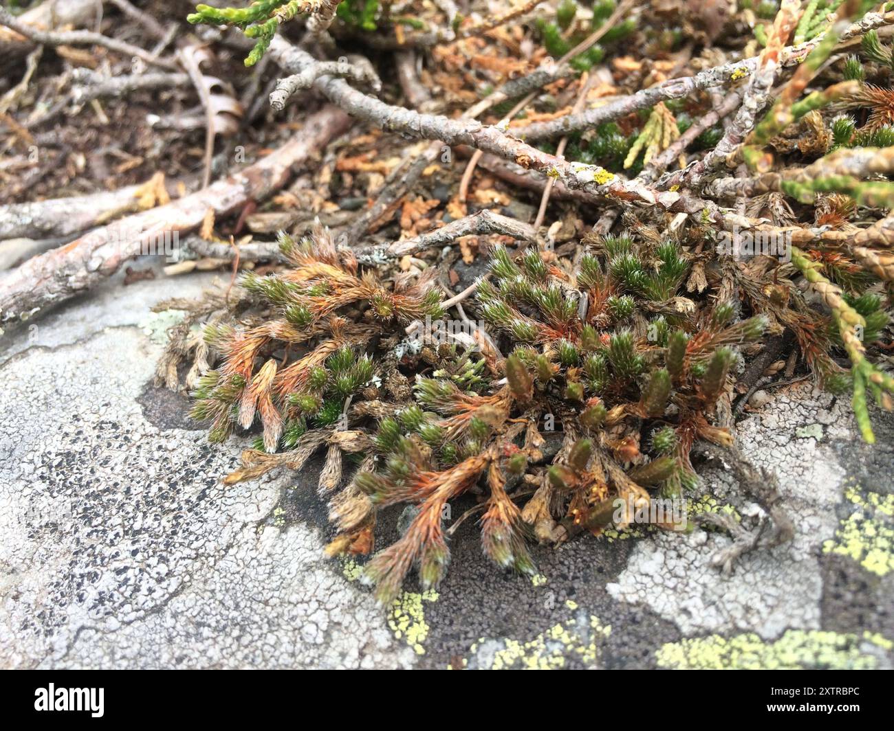 rock spikemoss (Selaginella rupestris) Plantae Stock Photo - Alamy