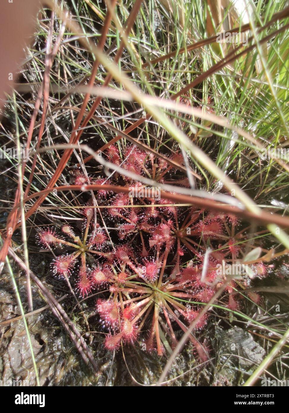 Pink Sundew (Drosera capillaris) Plantae Stock Photo - Alamy