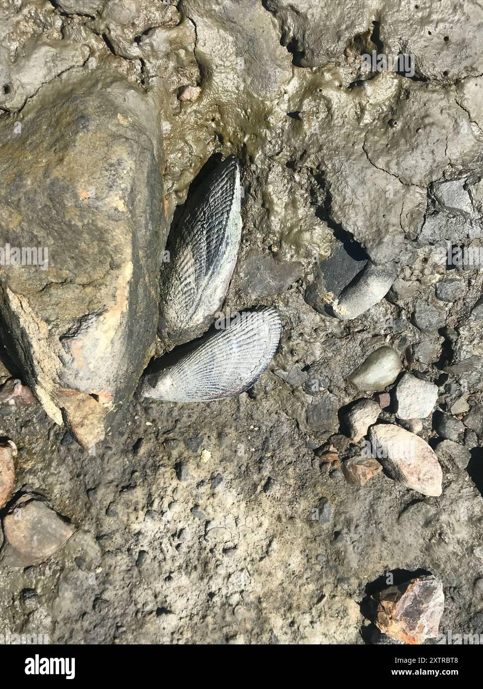 True Mussels (Mytilidae) Mollusca Stock Photo - Alamy