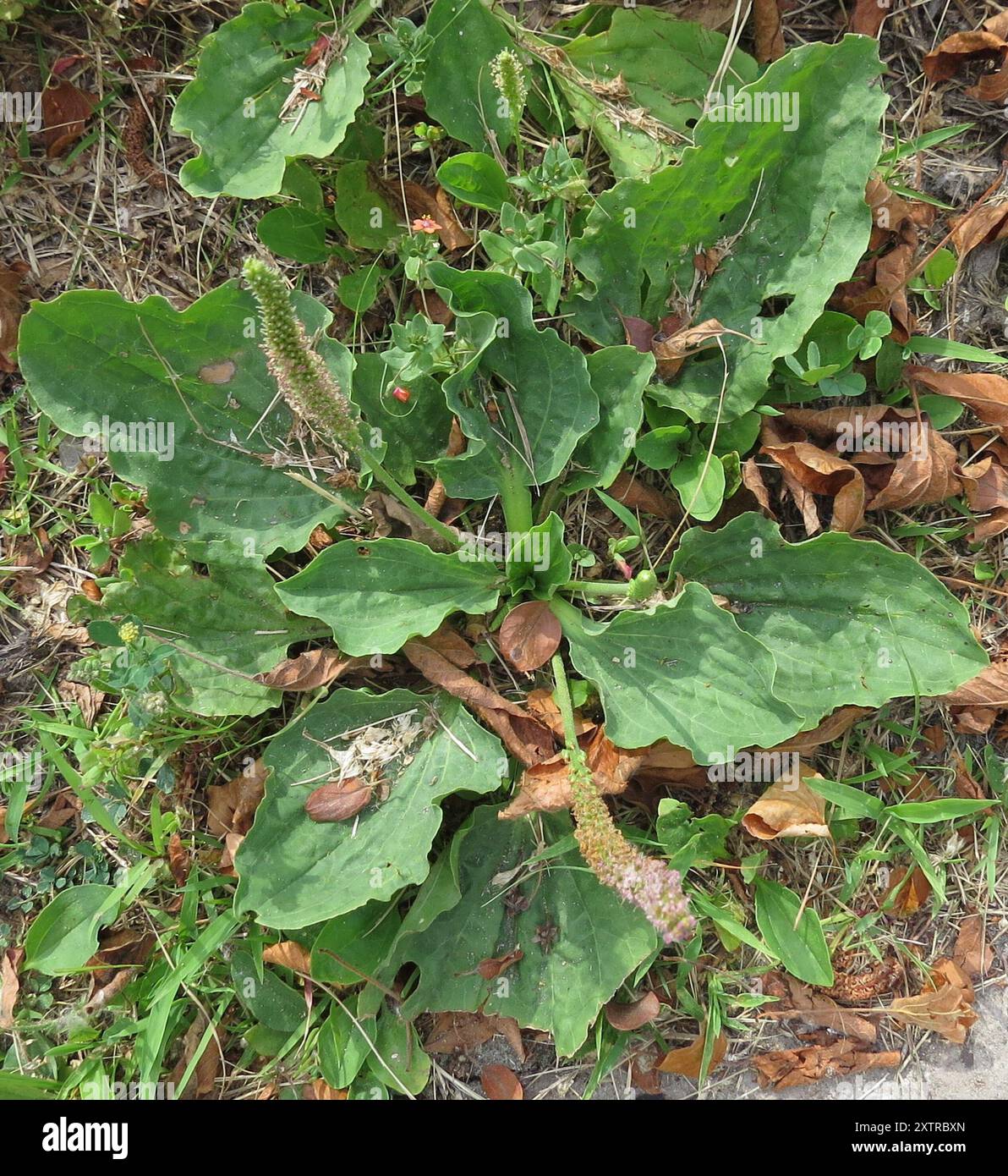 greater plantain (Plantago major) Plantae Stock Photo - Alamy