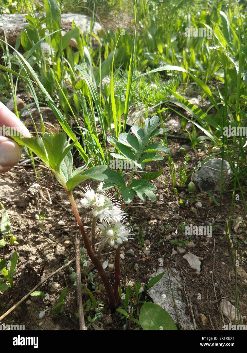 ballhead waterleaf (Hydrophyllum capitatum) Plantae Stock Photo - Alamy