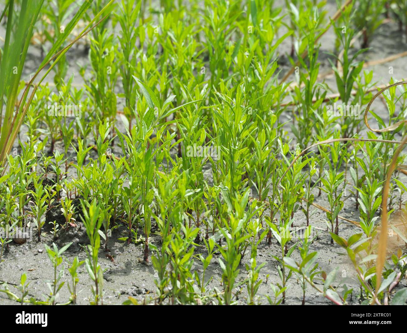 chickenspike (Sphenoclea zeylanica) Plantae Stock Photo - Alamy