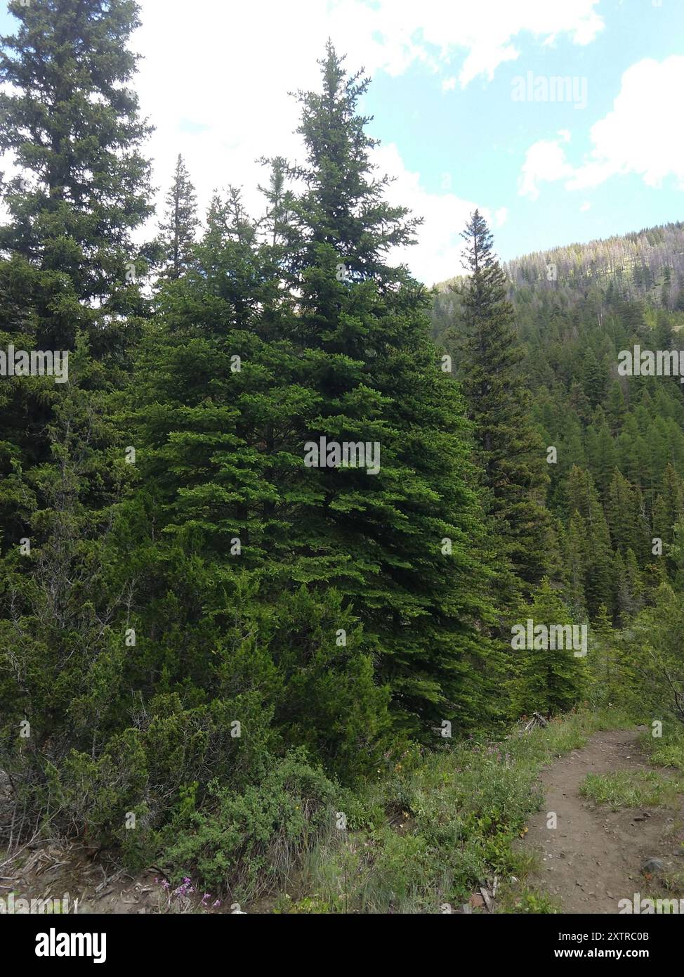 Engelmann spruce (Picea engelmannii) Plantae Stock Photo - Alamy