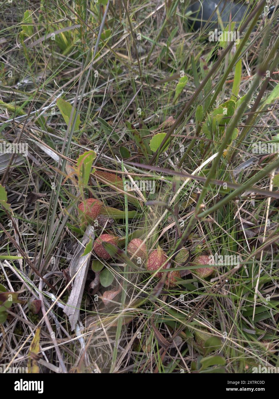 parrot pitcher plant (Sarracenia psittacina) Plantae Stock Photo - Alamy
