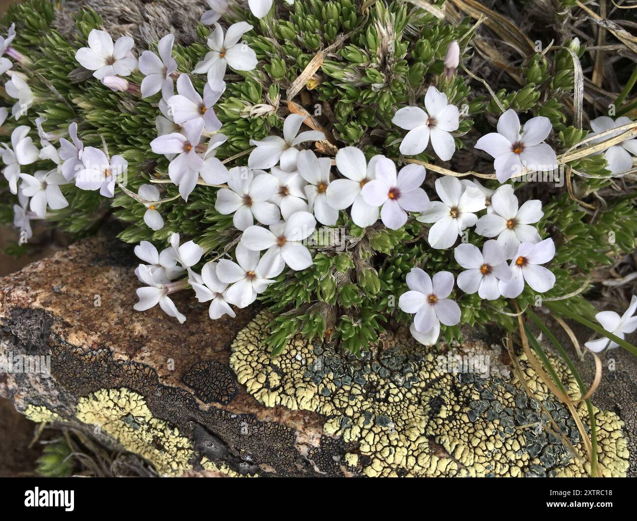dwarf phlox (Phlox condensata) Plantae Stock Photo - Alamy