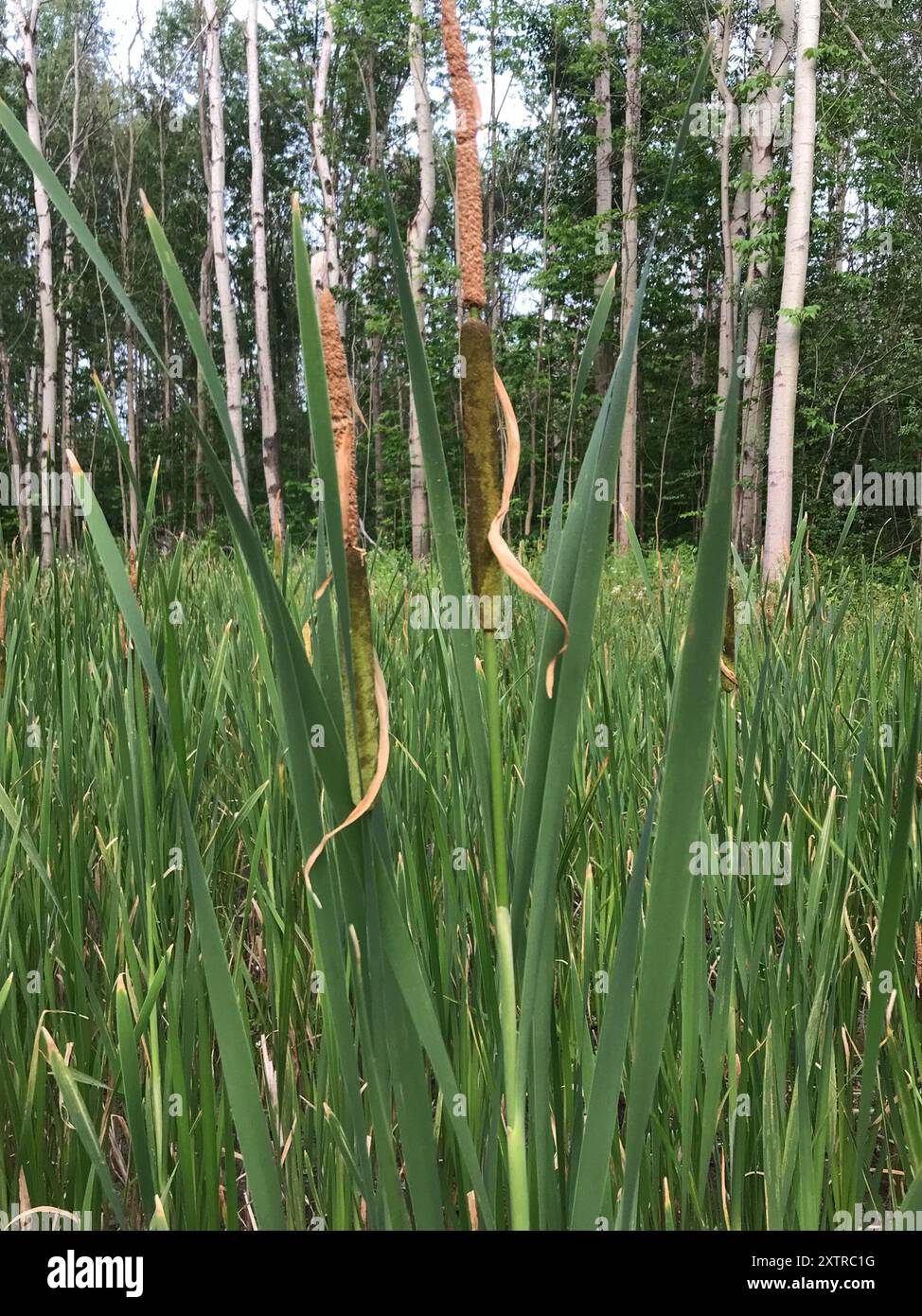 Cattails (Typha) Plantae Stock Photo - Alamy