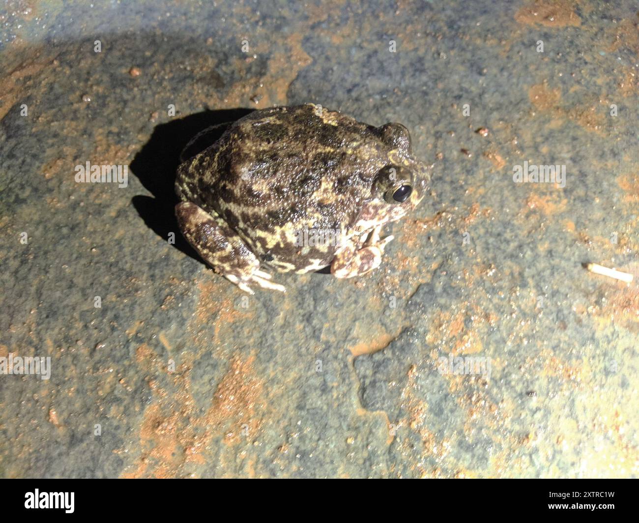 Indian Burrowing Frog (Sphaerotheca breviceps) Amphibia Stock Photo - Alamy