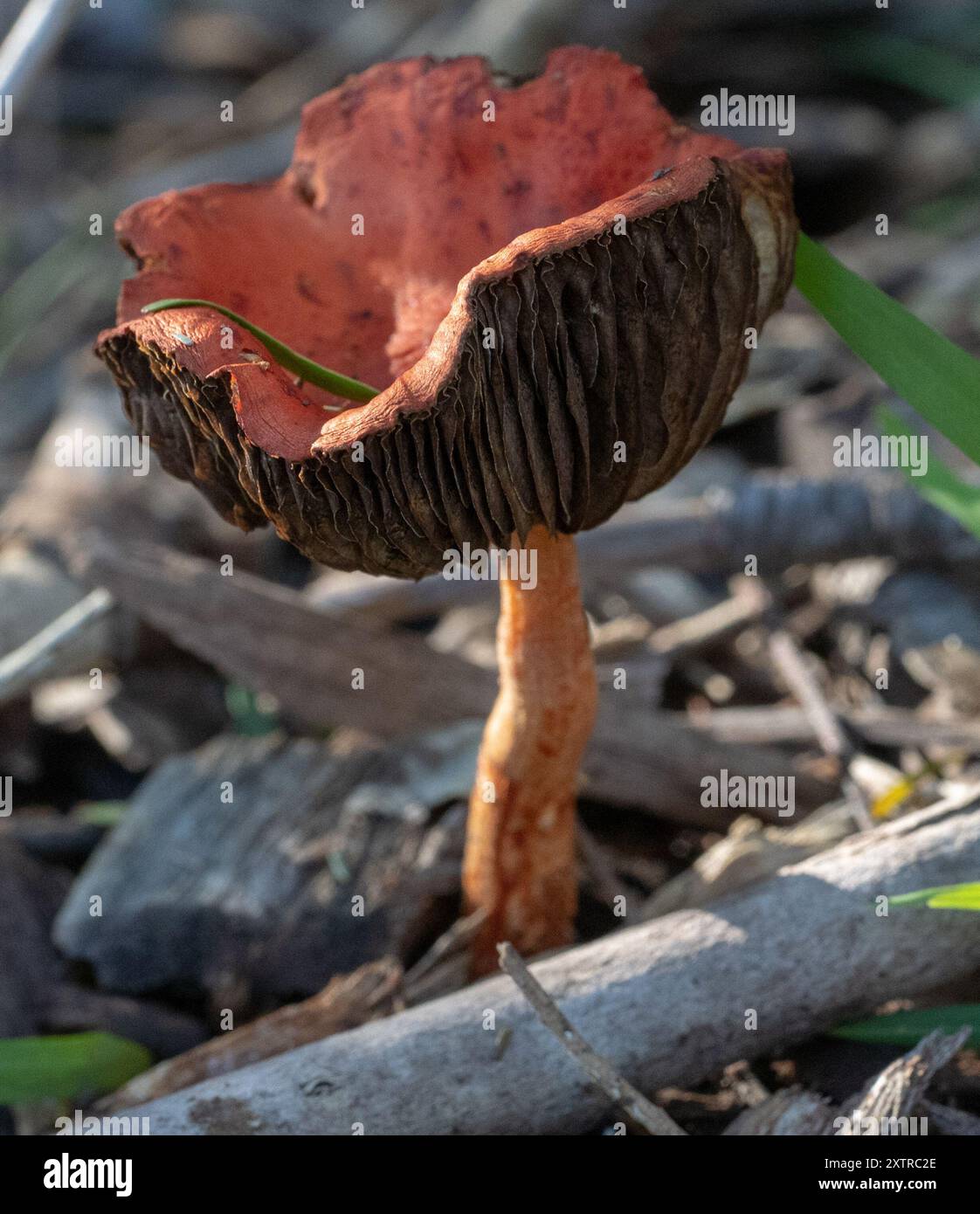 Chip Cherries (Leratiomyces ceres) Fungi Stock Photo - Alamy