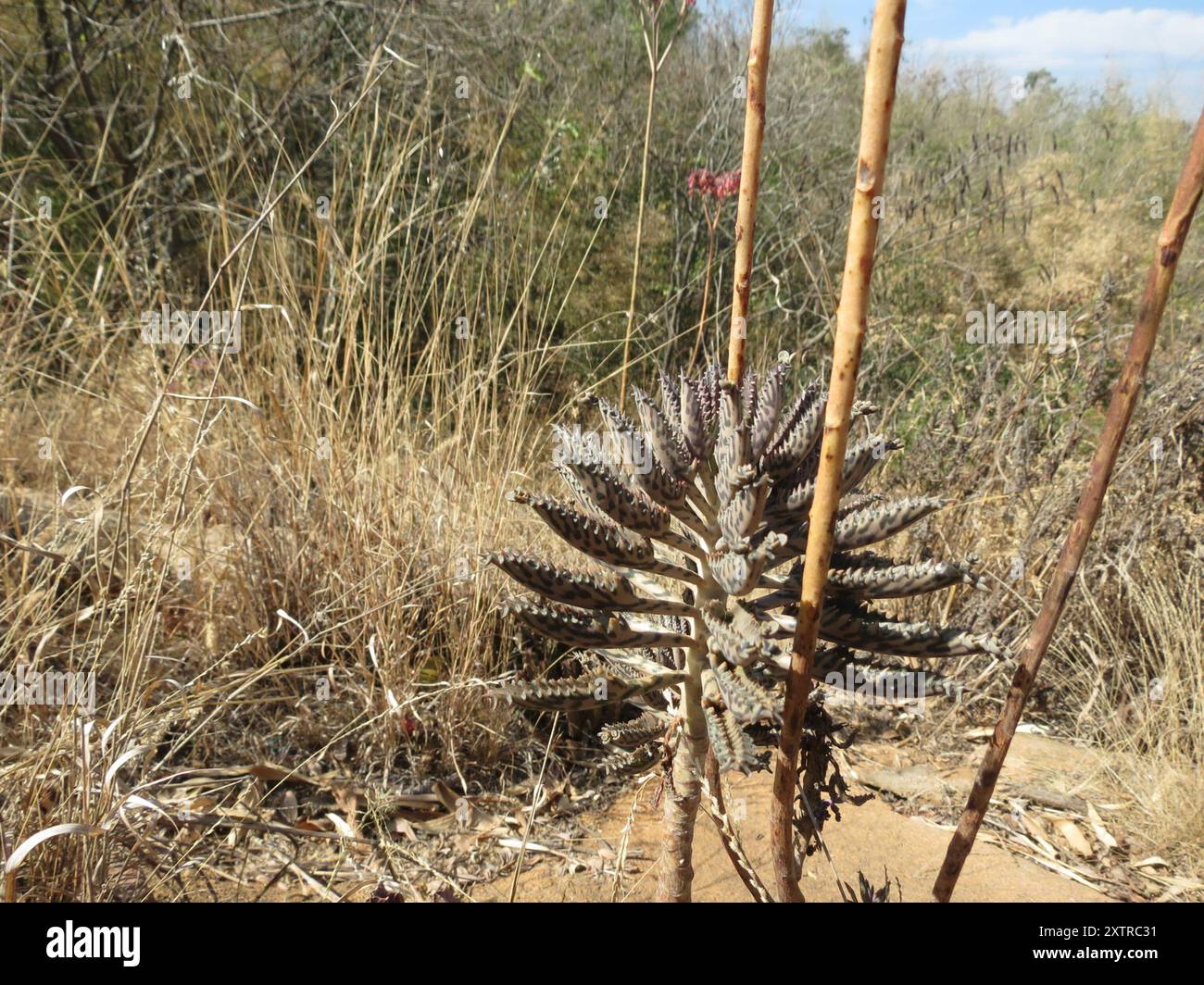 Alligator plant (Kalanchoe × houghtonii) Plantae Stock Photo - Alamy