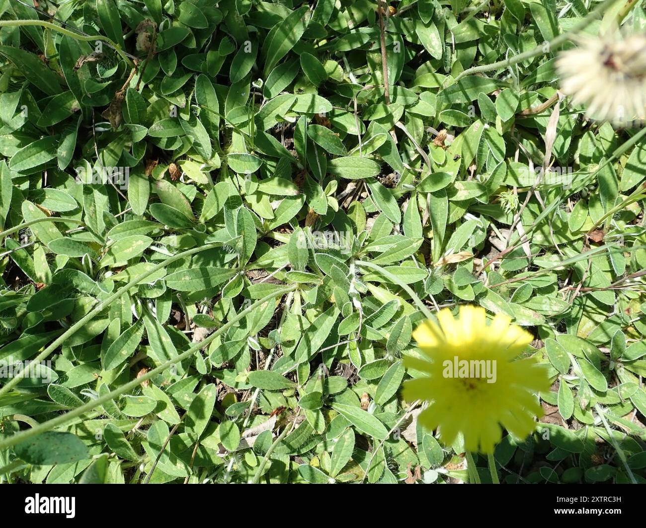 mouse-eared hawkweed (Pilosella officinarum) Plantae Stock Photo - Alamy