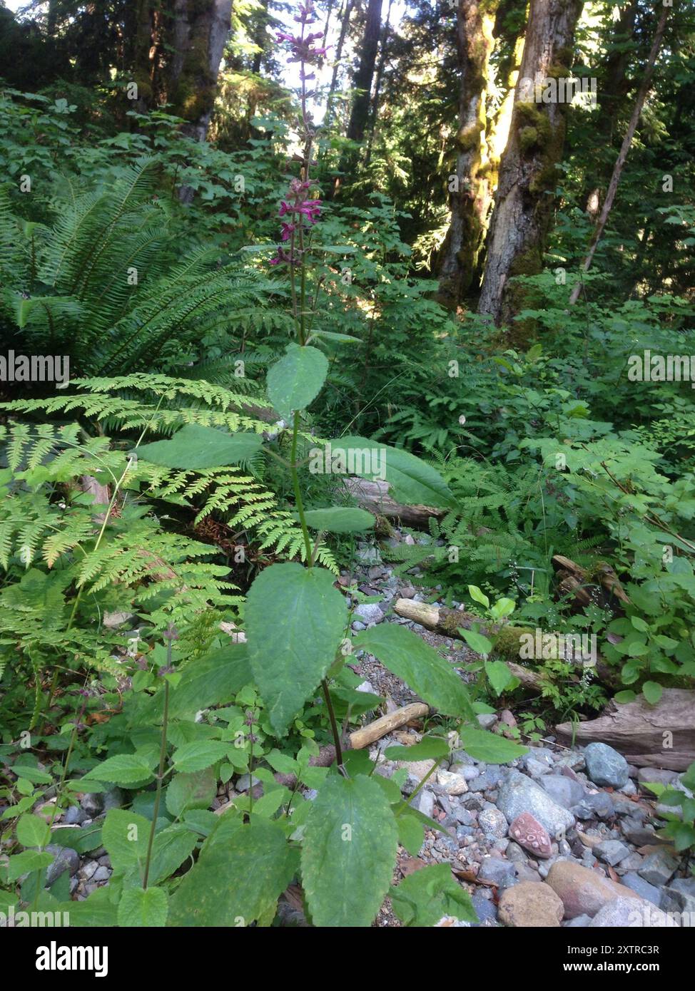 Coastal Hedge-nettle (Stachys chamissonis) Plantae Stock Photo - Alamy