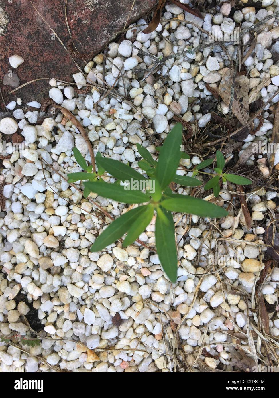 Slender Three-seeded Mercury (Acalypha gracilens) Plantae Stock Photo ...