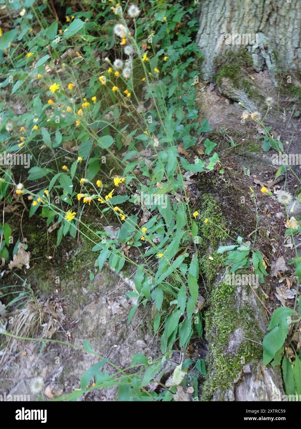 common hawkweed (Hieracium lachenalii) Plantae Stock Photo - Alamy