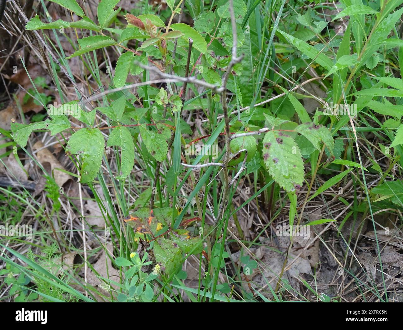 smooth rose (Rosa blanda) Plantae Stock Photo - Alamy