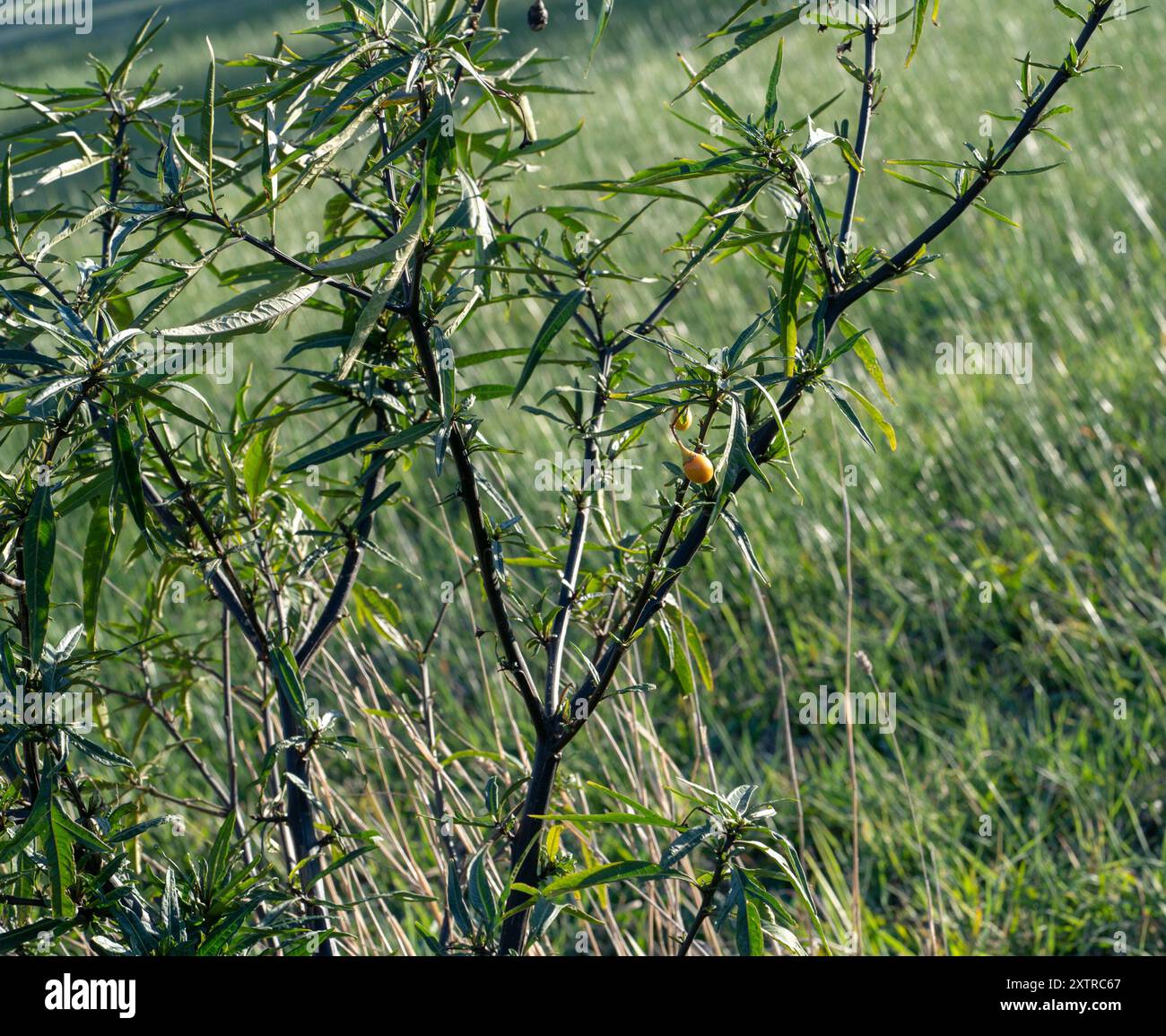 New Zealand nightshade (Solanum aviculare) Plantae Stock Photo - Alamy
