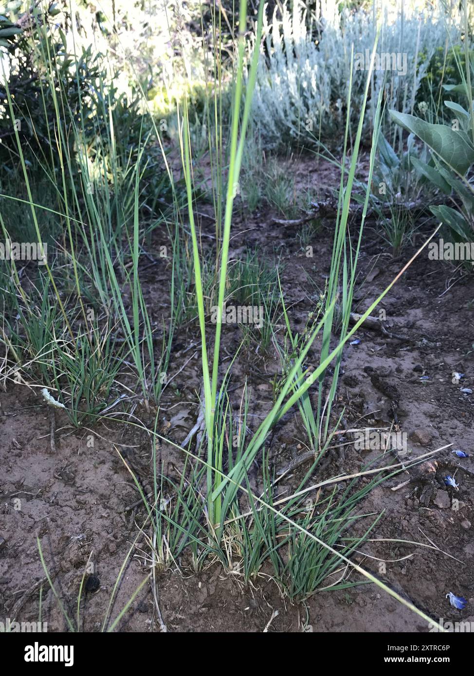Western Wheatgrass (Elymus smithii) Plantae Stock Photo - Alamy