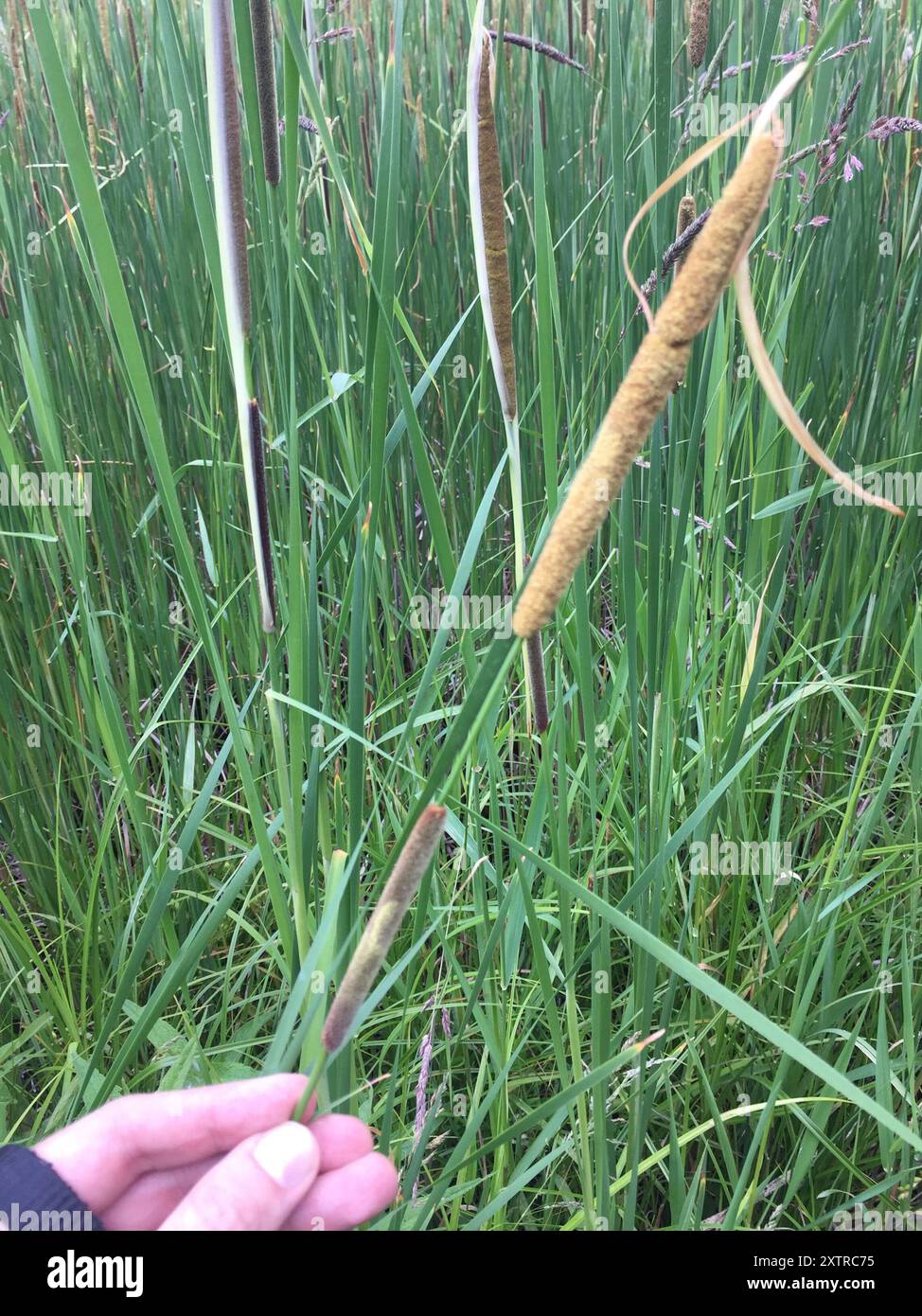 narrow-leaved cattail (Typha angustifolia) Plantae Stock Photo - Alamy