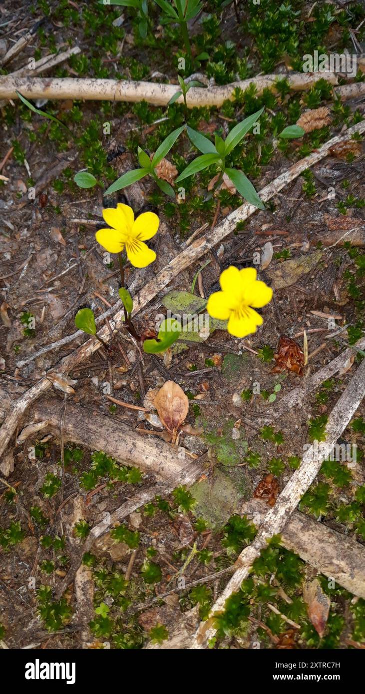 western roundleaf violet (Viola orbiculata) Plantae Stock Photo - Alamy