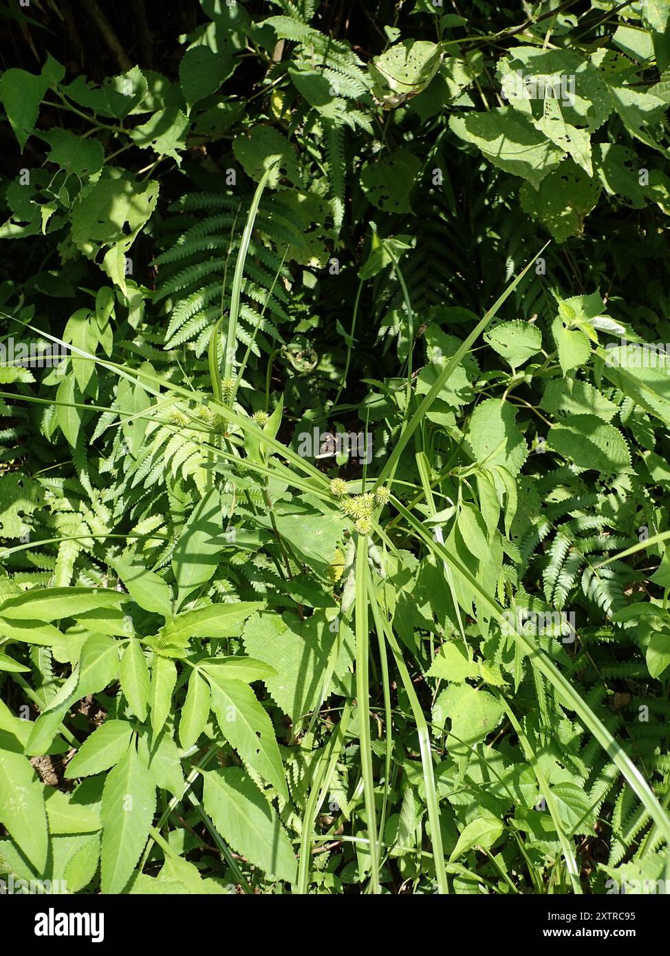 Pacific island flatsedge (Cyperus cyperoides) Plantae Stock Photo - Alamy