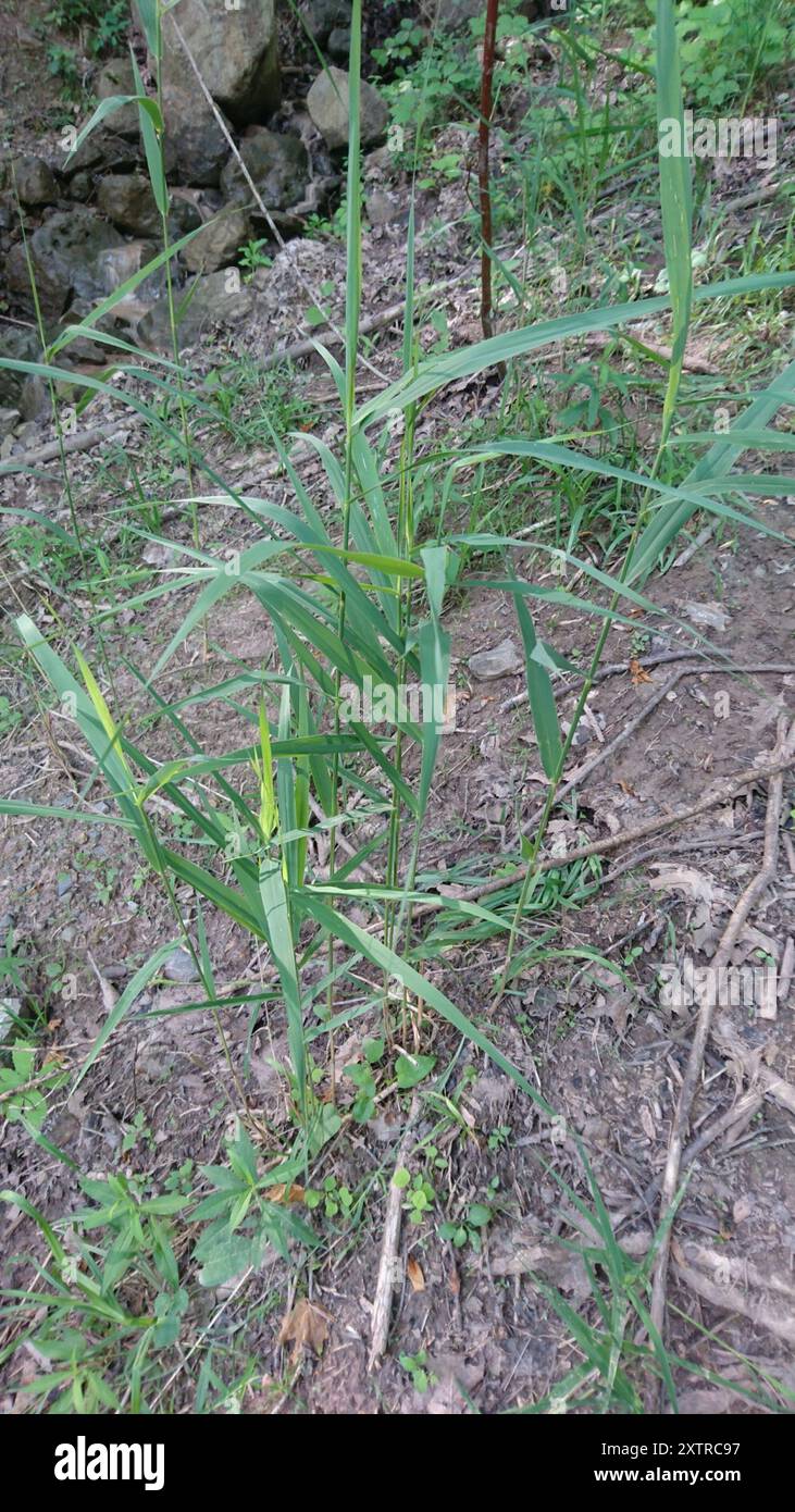 grasses (Poaceae) Plantae Stock Photo - Alamy