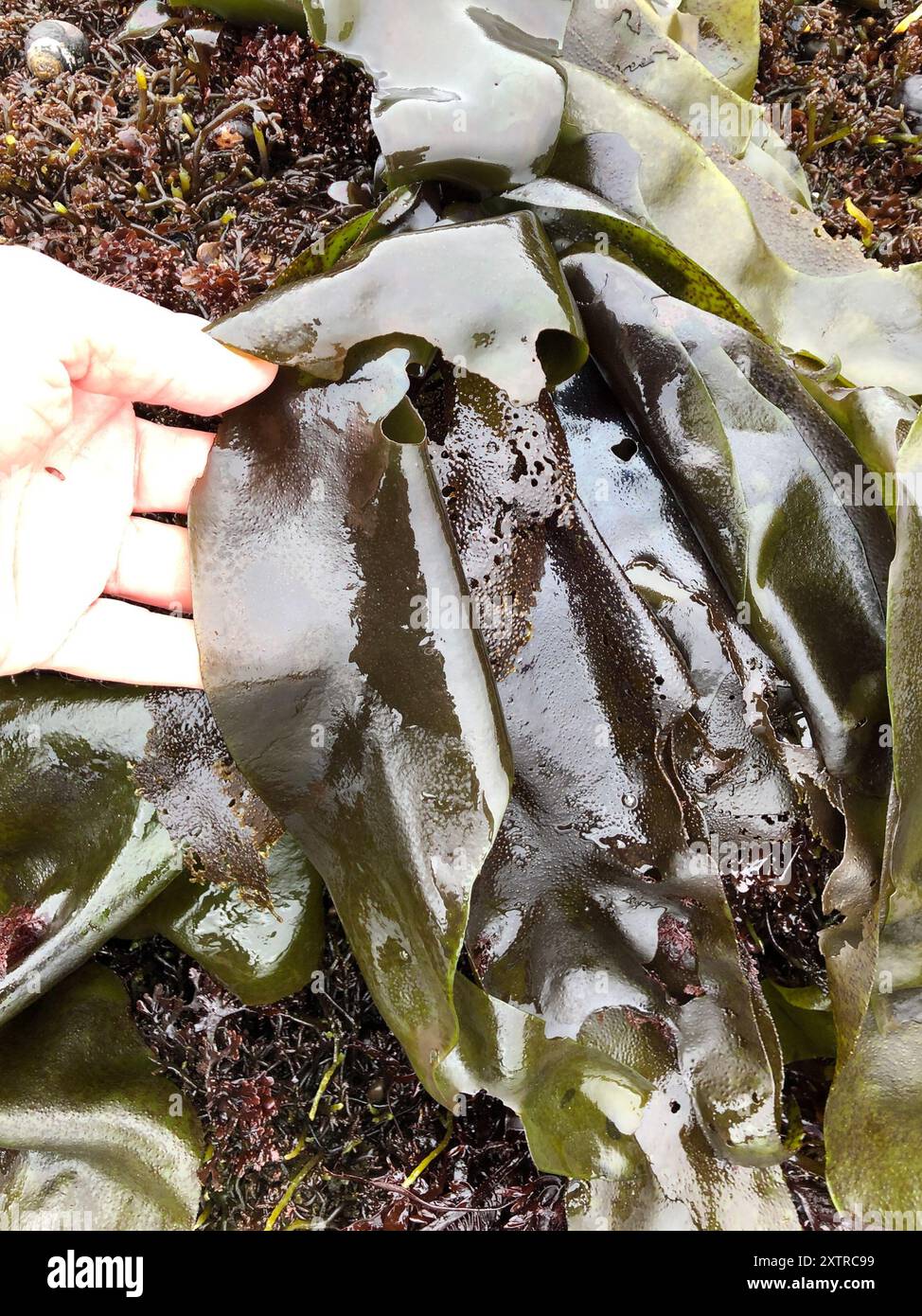 Iridescent Algae (Mazzaella) Plantae Stock Photo - Alamy