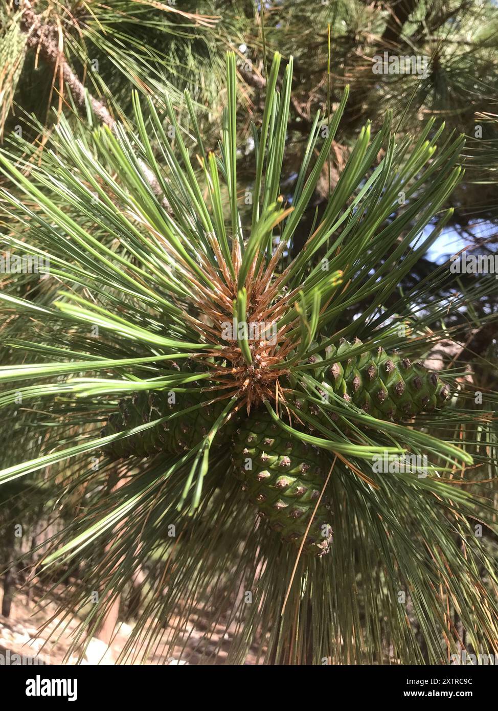 Arizona pine (Pinus arizonica) Plantae Stock Photo - Alamy